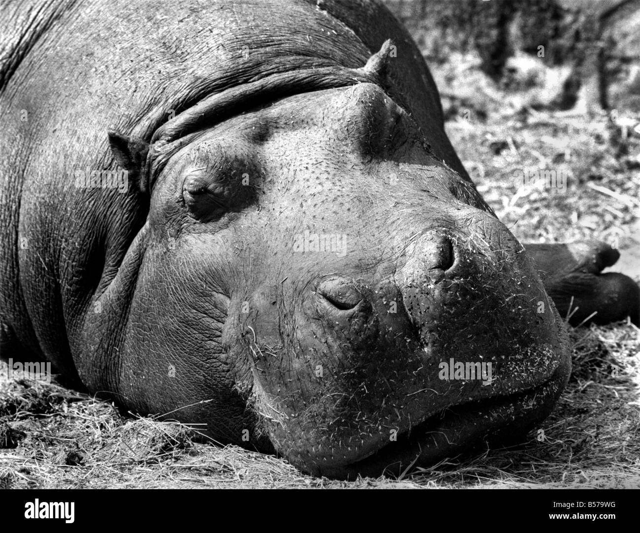 Miserable animals Black and White Stock Photos & Images - Alamy