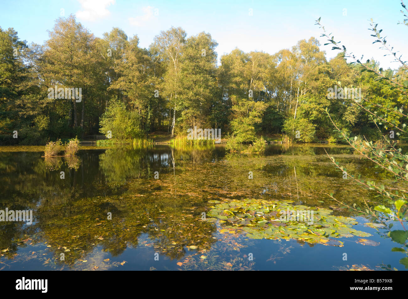 Lake near Farnham Surrey UK Stock Photo - Alamy