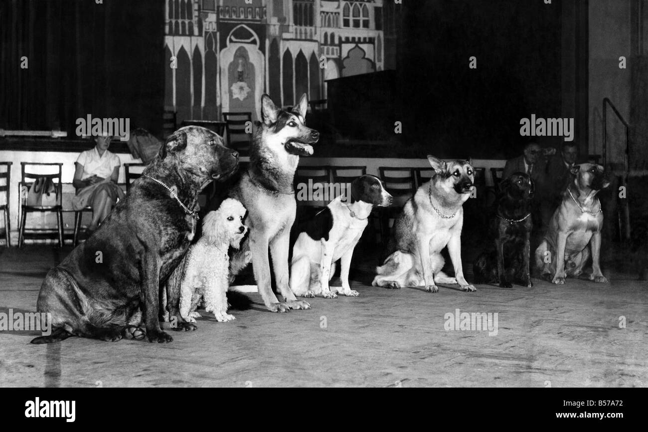 Dogs of all breeds and sizes line up together for lesson in obedience ...