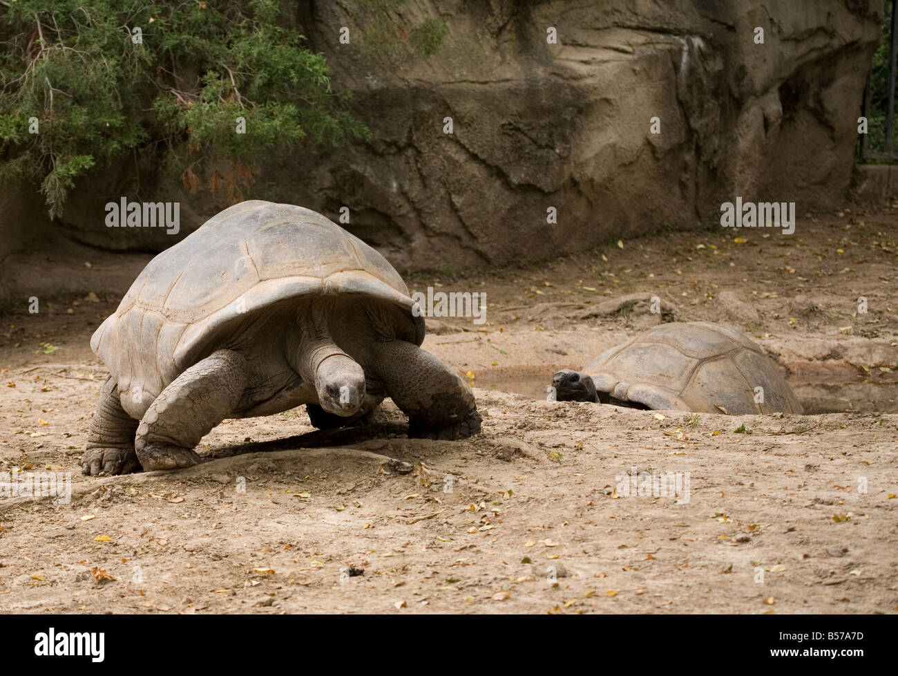 Tortoise shell color hi-res stock photography and images - Alamy