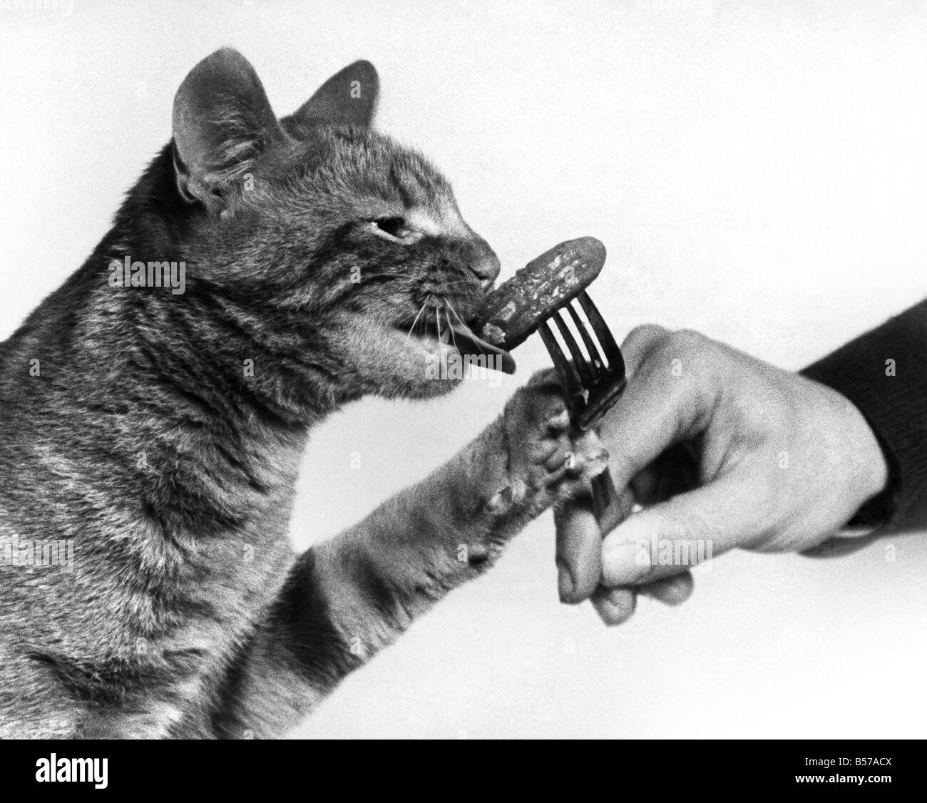 Pickled animals Black and White Stock Photos & Images - Alamy