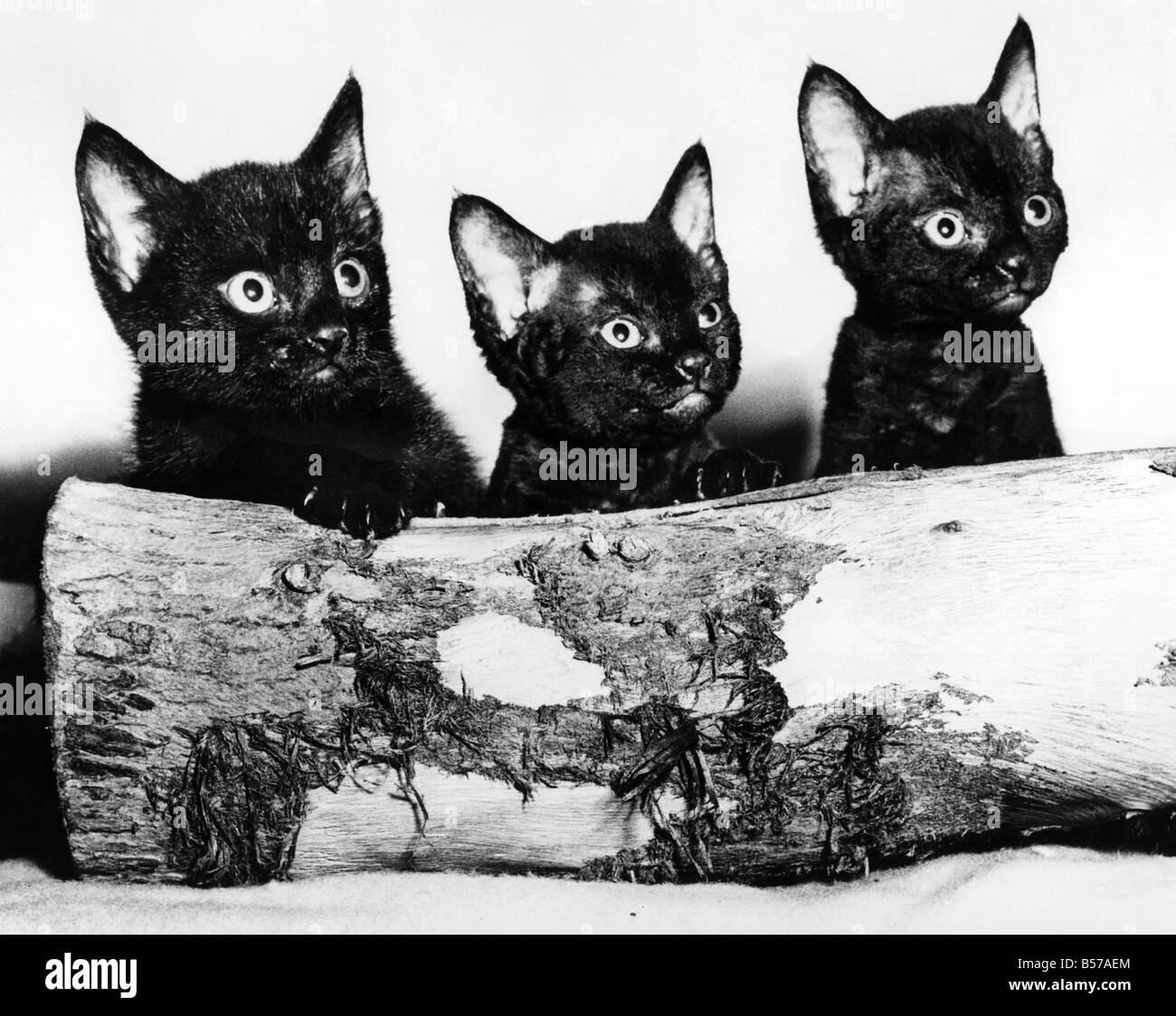 Kittens hiding behind log. November 1965 P007403 Stock Photo - Alamy