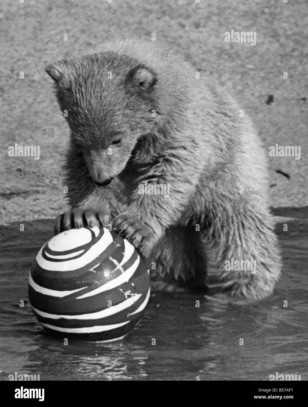 Pipaluk hi-res stock photography and images - Alamy