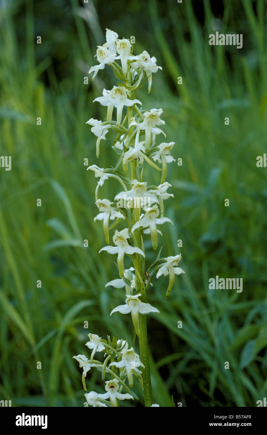 Greater Butterfly Orchid Platanthera Chlorantha Flowering Plants Stock