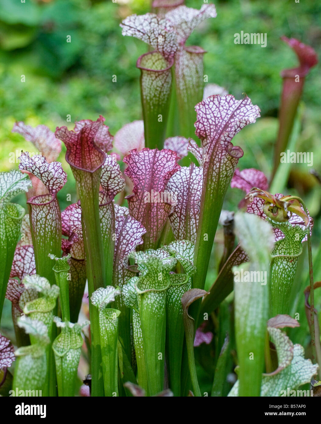 Pitcher plants at Kanapaha Gardens Gainesville Florida Sarracenia ...