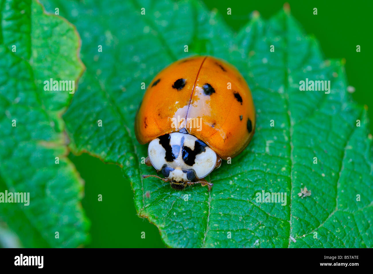 Orange lady beetle hi-res stock photography and images - Alamy