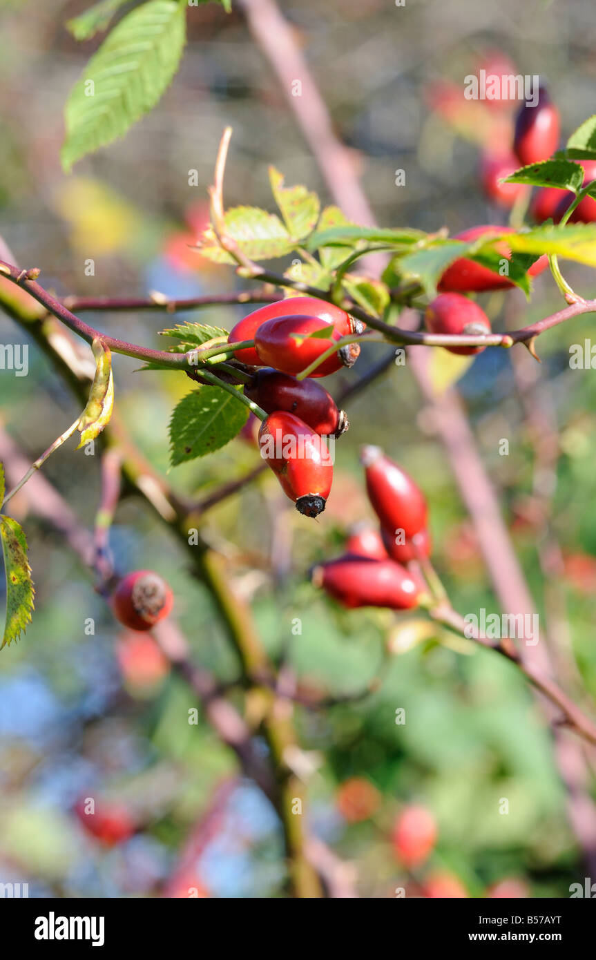 Rose hip seed hi-res stock photography and images - Alamy