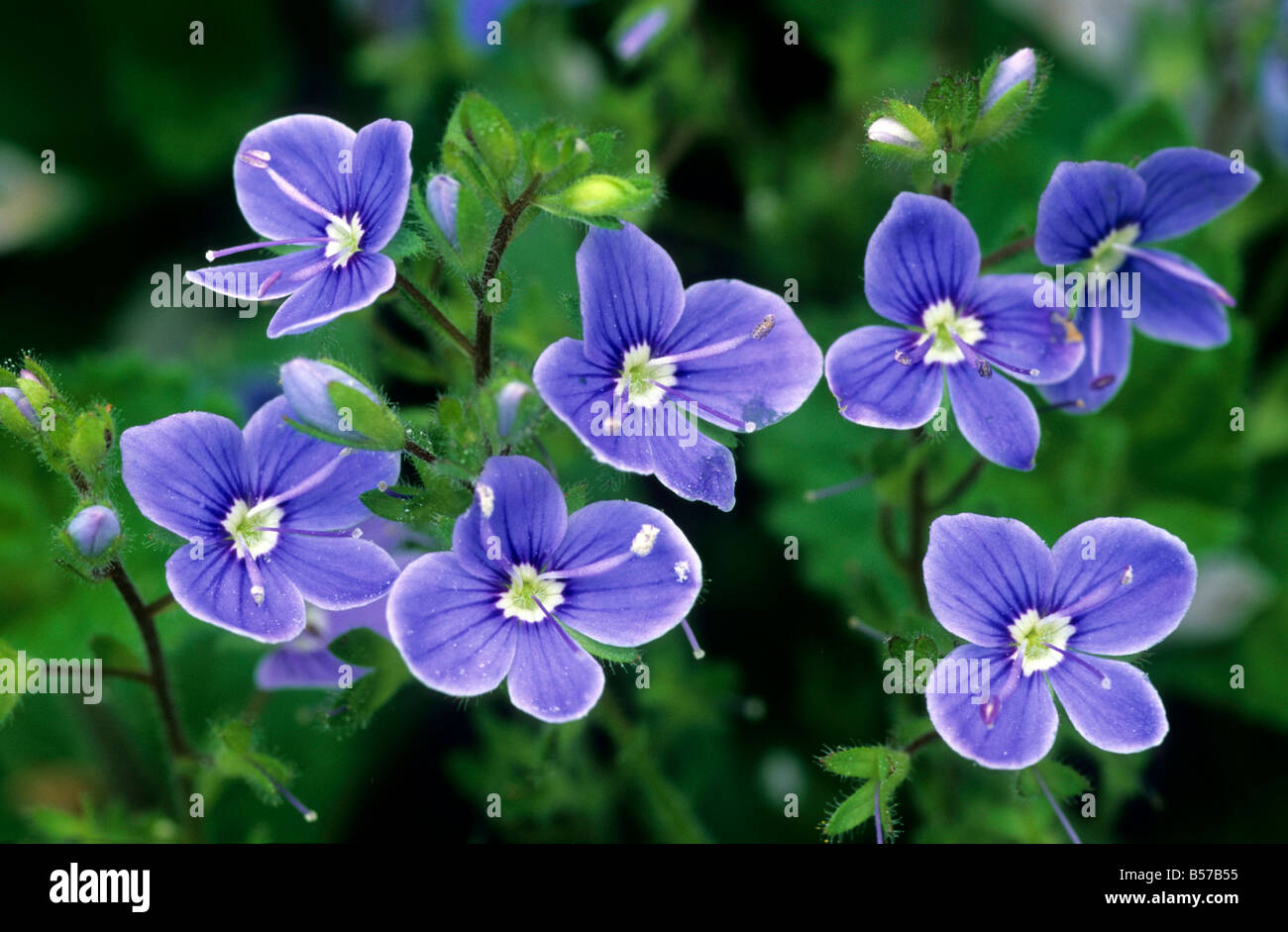 Common Field Speedwell / Birdeye Speedwell Stock Photo - Alamy