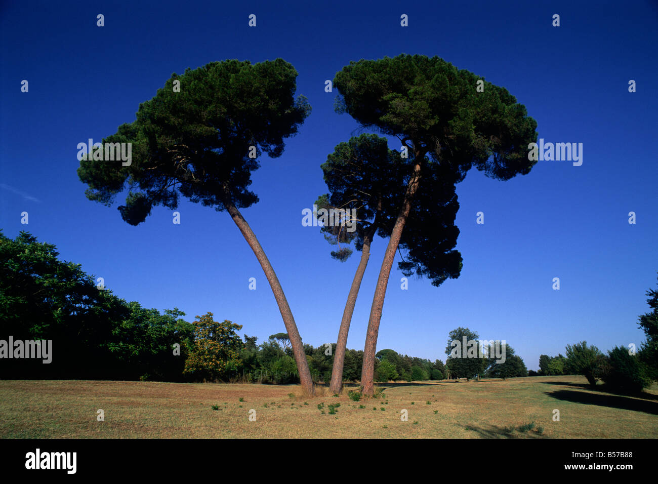 Pine tree in rome hi-res stock photography and images - Alamy