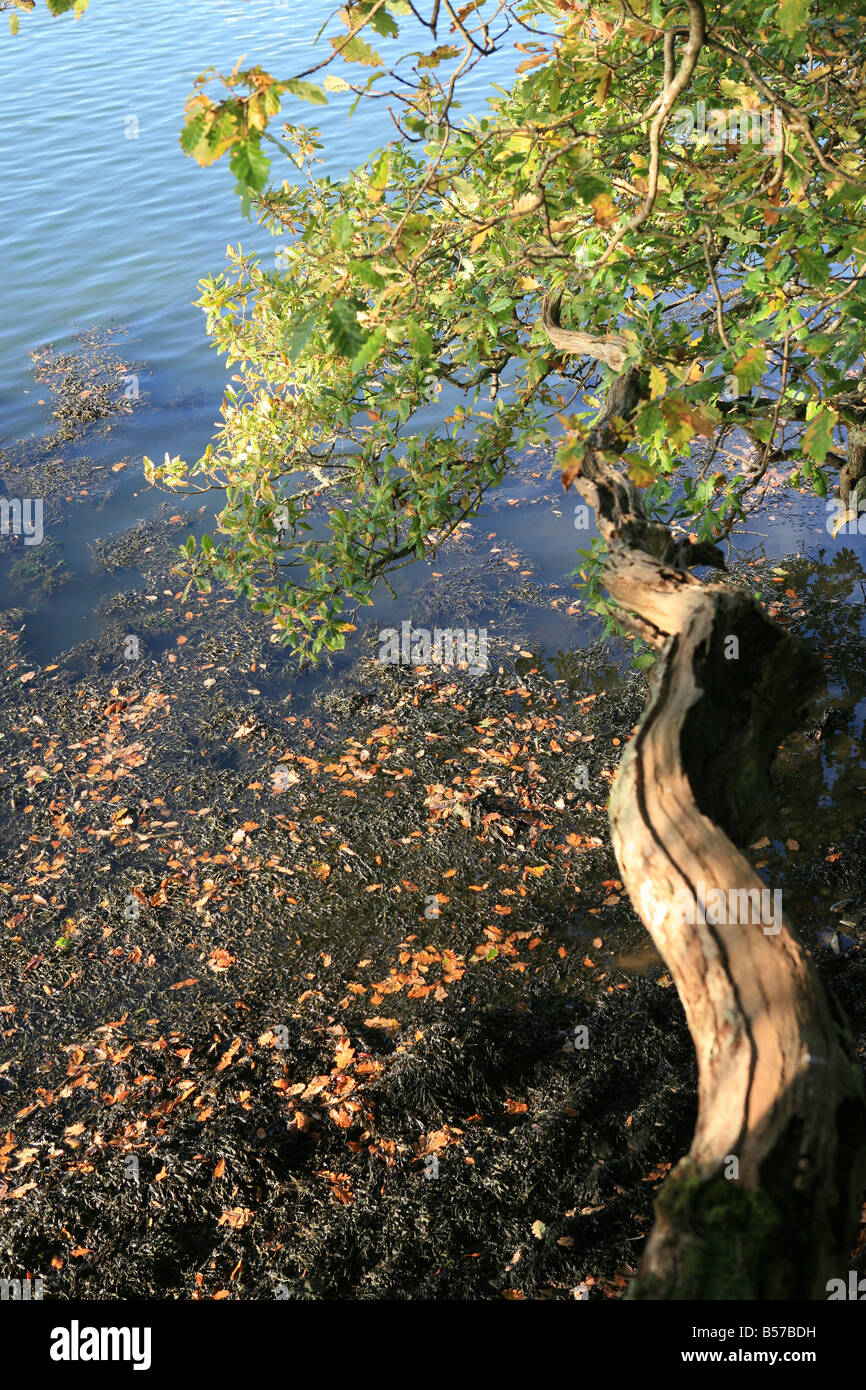 River fal tolverne cornwall england hi-res stock photography and images ...
