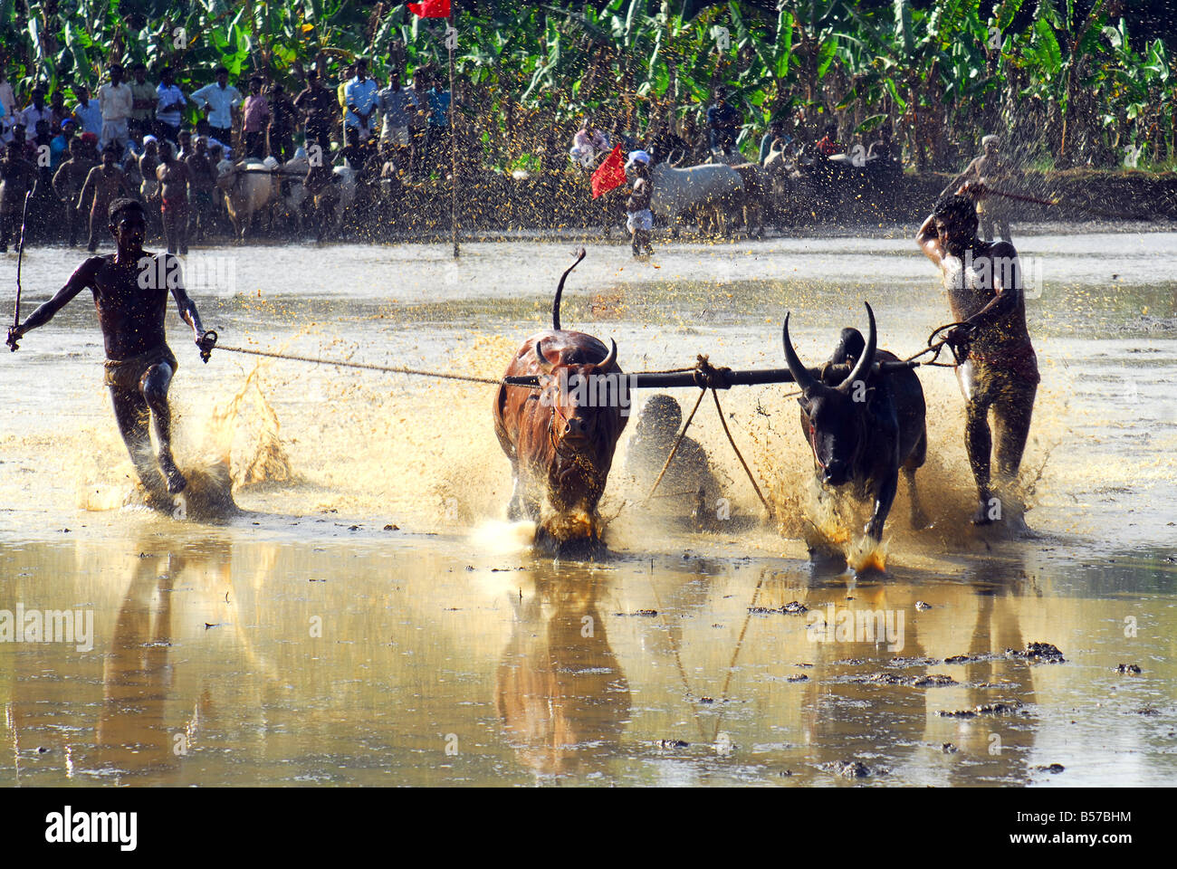 Bull race hi-res stock photography and images - Alamy