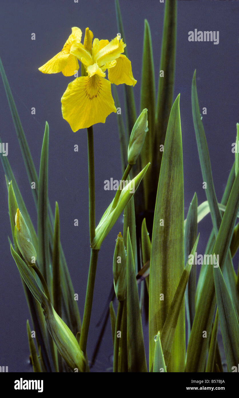 Yellow iris hi-res stock photography and images - Alamy