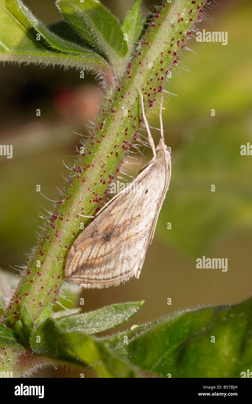 Garden pebble moth Evergestis forficalis Pyralidae UK Stock Photo - Alamy