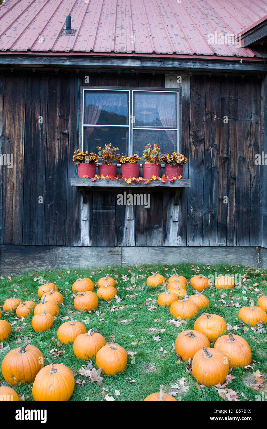 Pumpkins and flowers Vermont New England Stock Photo - Alamy