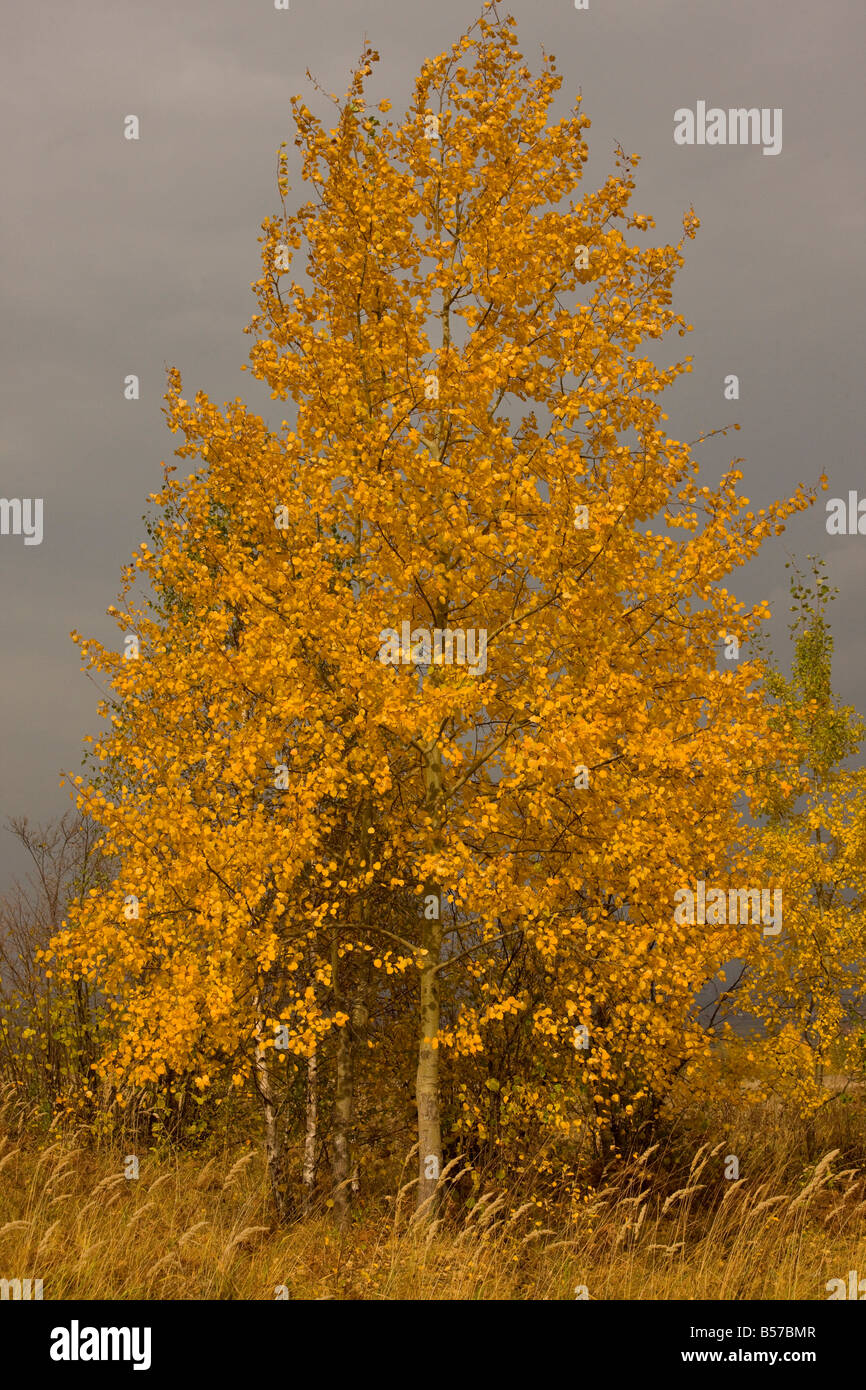 Populus tremula hi-res stock photography and images - Alamy