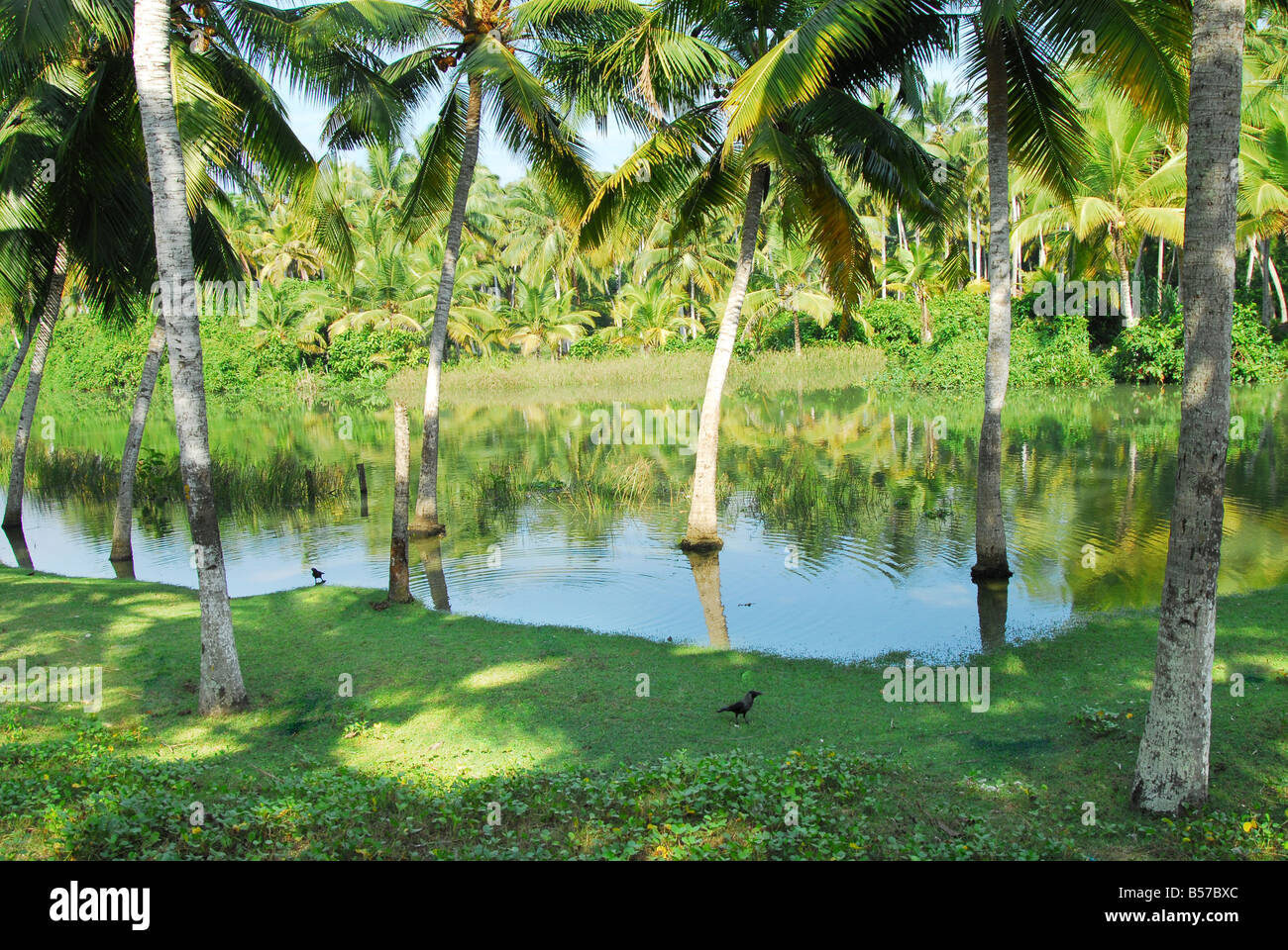 poovar Lake, Kerala Stock Photo - Alamy