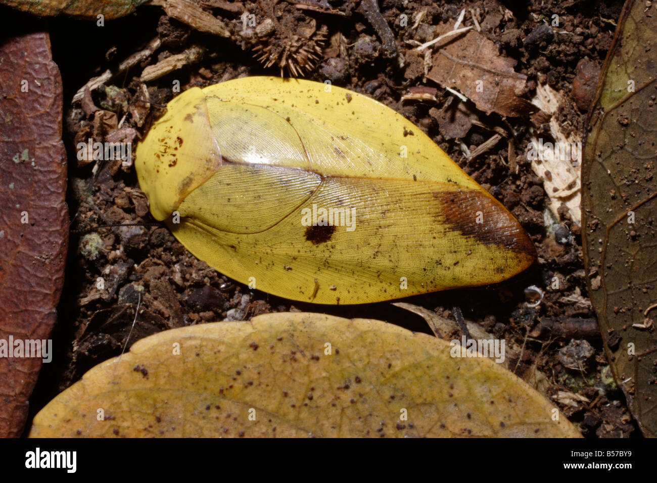 African cockroach cockroaches insect insects hi-res stock photography ...