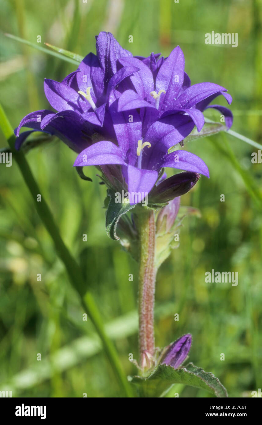 Clustered Bellflower Campanula glomerata Stock Photo - Alamy