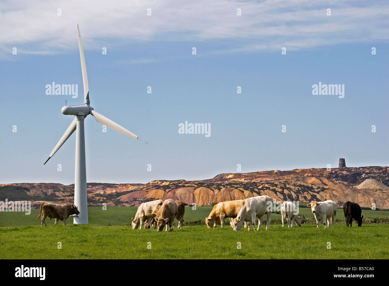 Wind power turbine and farm cattle, Trysglwyn Wind Farm, Anglesey ...