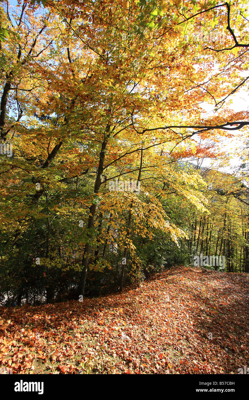 Alps alp tyrol path hi-res stock photography and images - Alamy