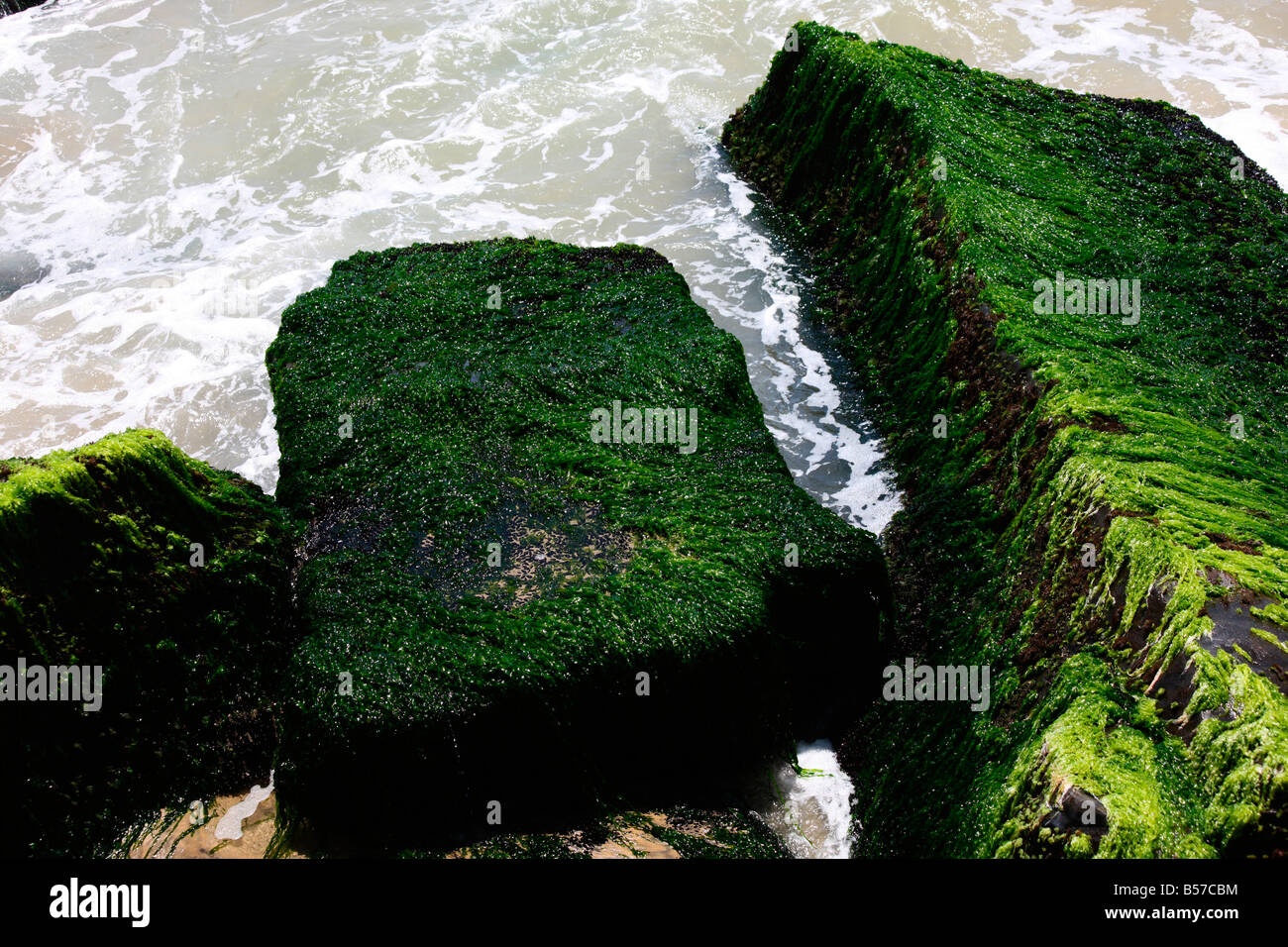 Green mosses on rocks hi-res stock photography and images - Alamy