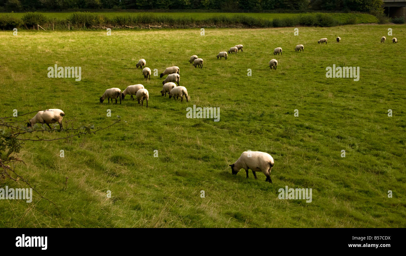 sheep animal farm farming agriculture wool livestock animal Stock Photo ...