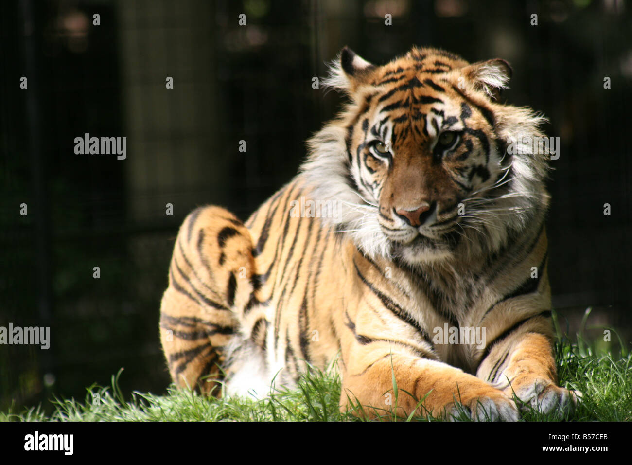 Tiger face hi-res stock photography and images - Alamy