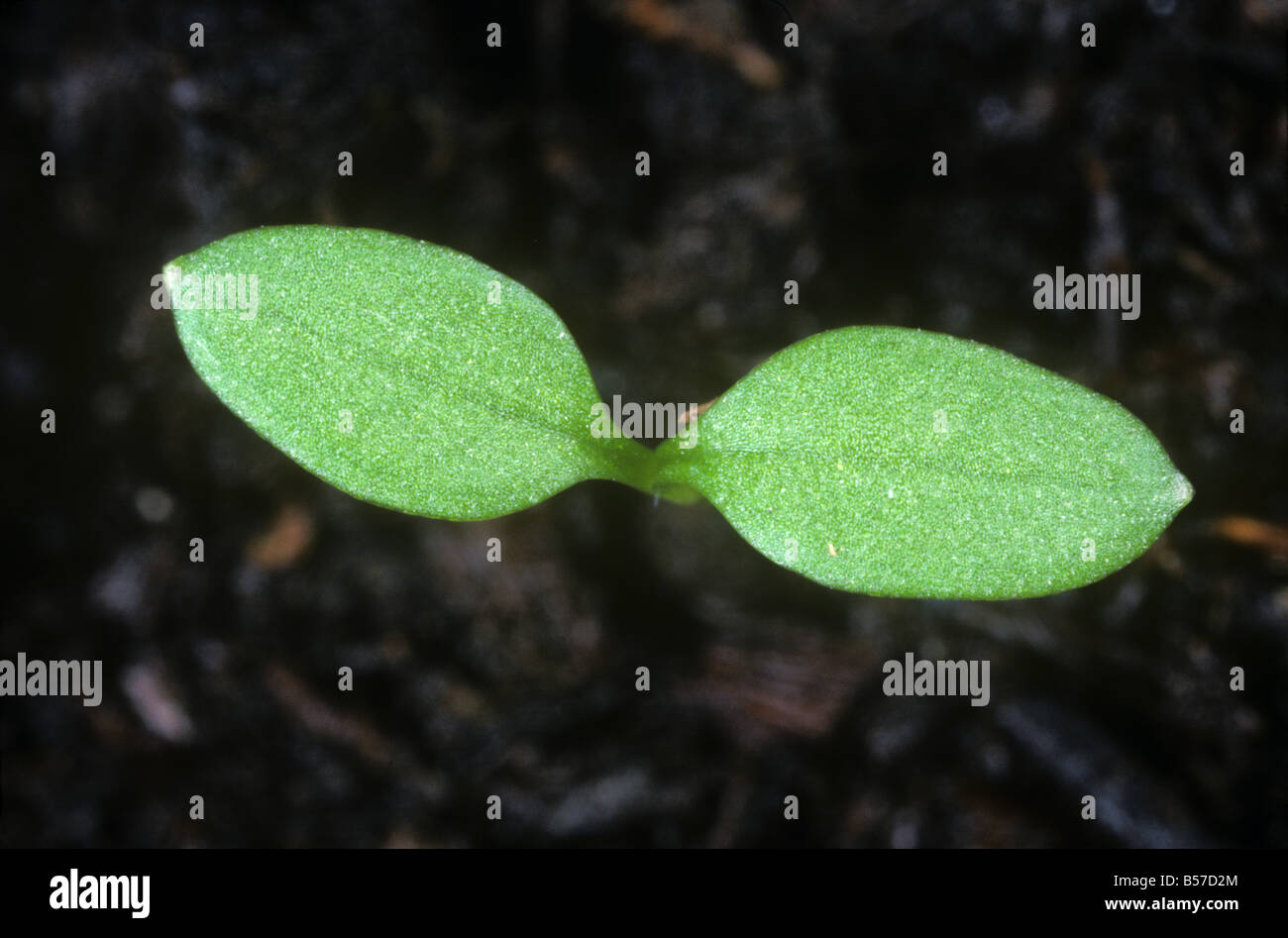 Chickweed stellaria media seedling cotyledon hi-res stock photography ...