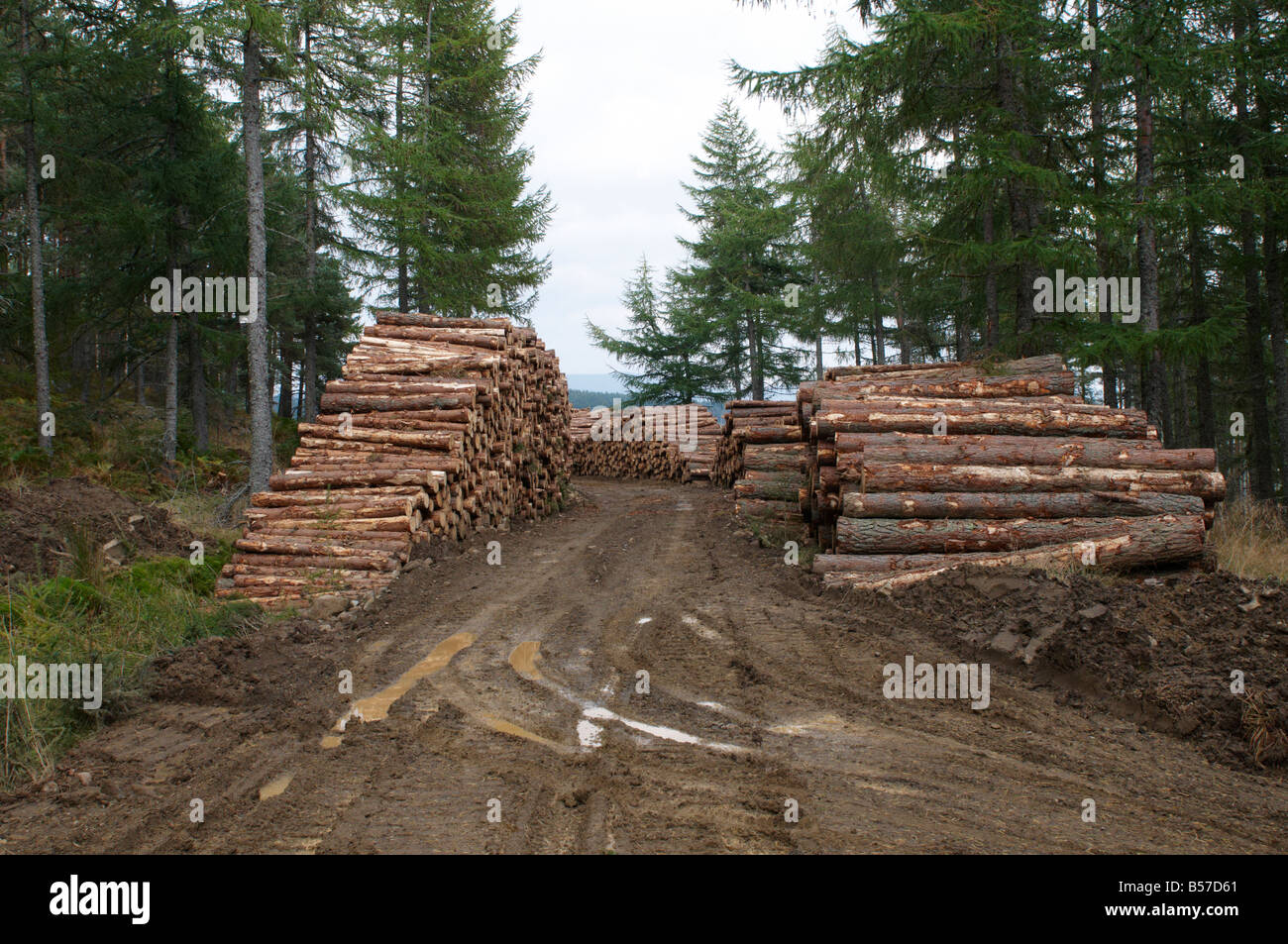 Log piles scotland hi-res stock photography and images - Alamy