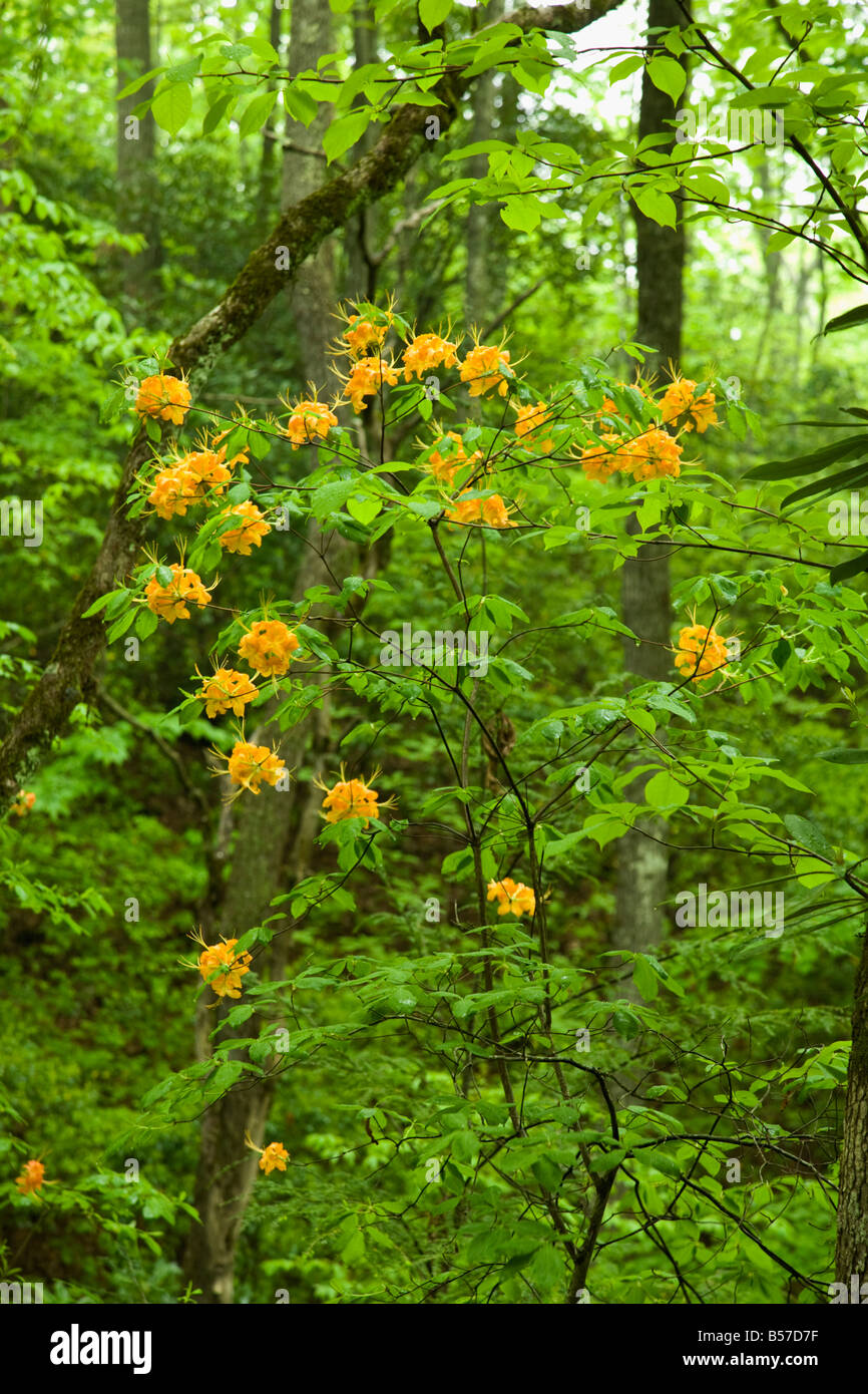 Flame Azalea Pisgah National Forest Western NC Stock Photo - Alamy
