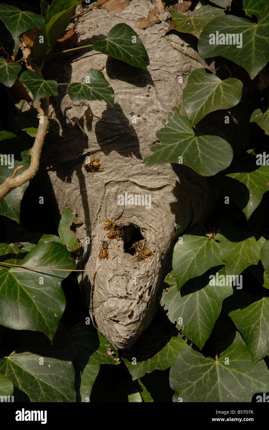 Stinging insects hi-res stock photography and images - Alamy