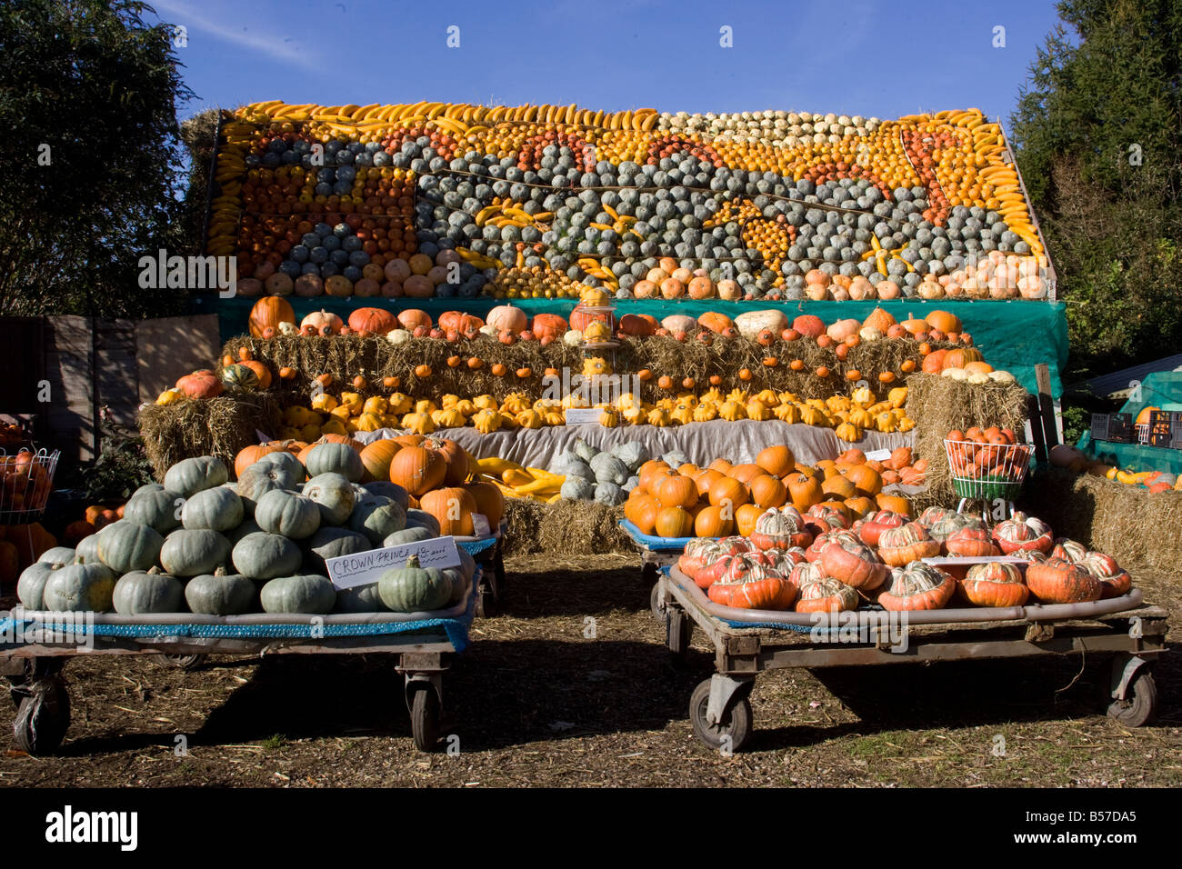 A fantastic display of Pumpkins Stock Photo - Alamy