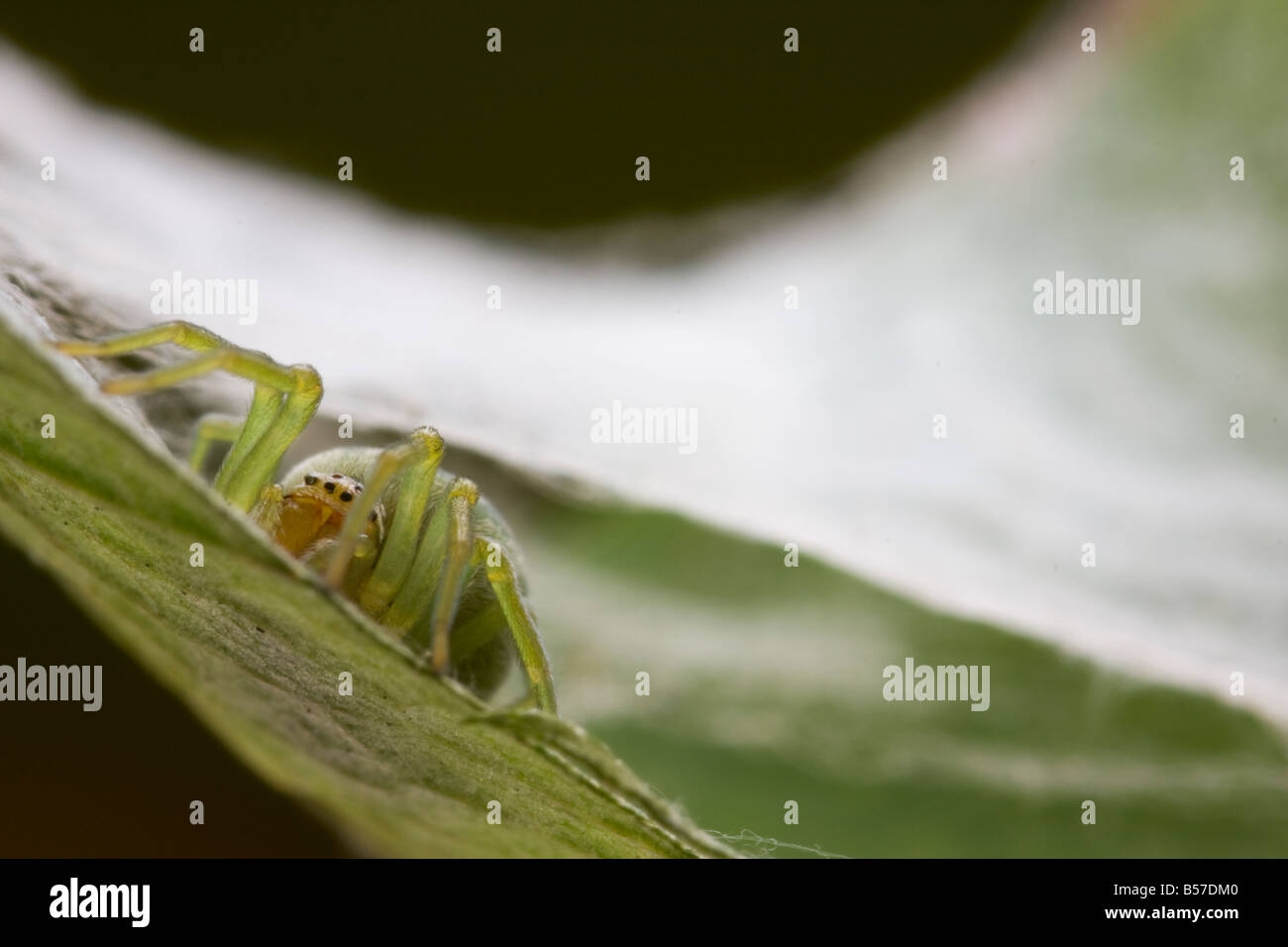 Green Spider Sits Inside it's Web Stock Photo - Alamy