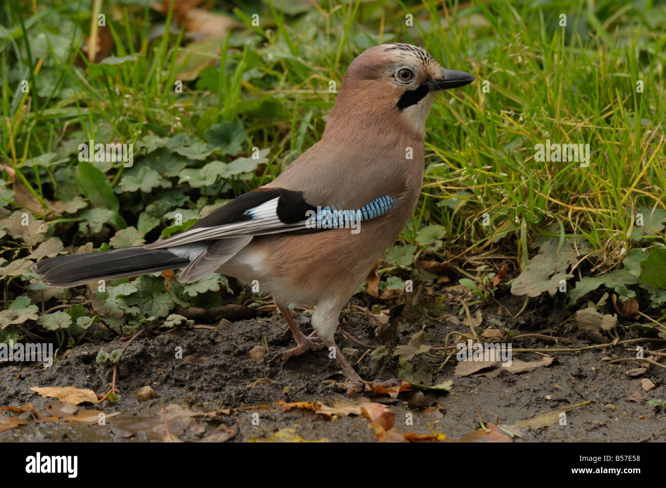 Eurasian jay flight hi-res stock photography and images - Alamy