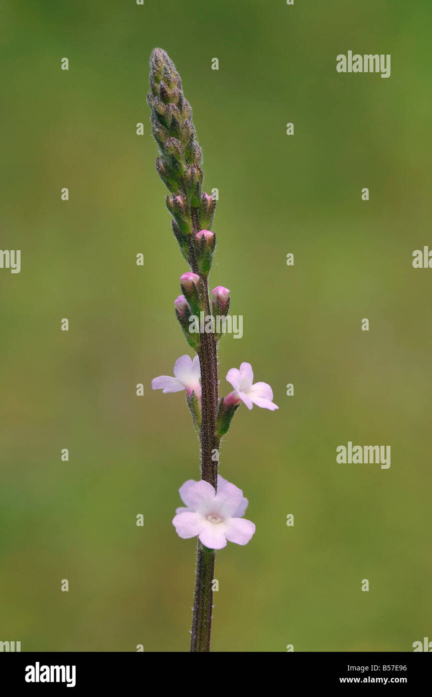 Vervain Verbena officinalis Stock Photo - Alamy