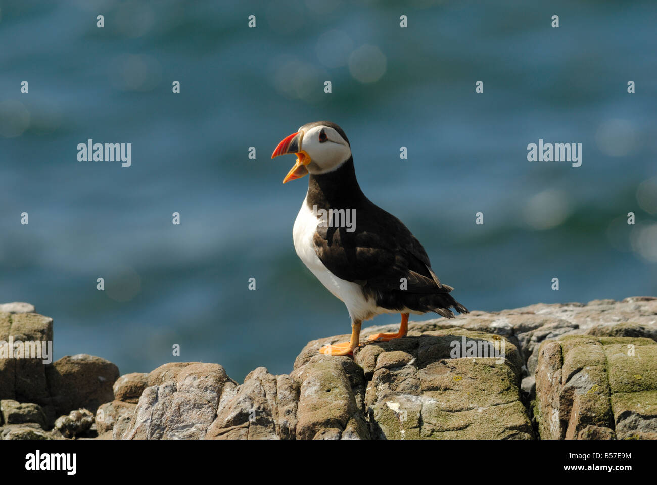 Atlantic Puffin, Farne Islands, Northumberland, England Stock Photo - Alamy