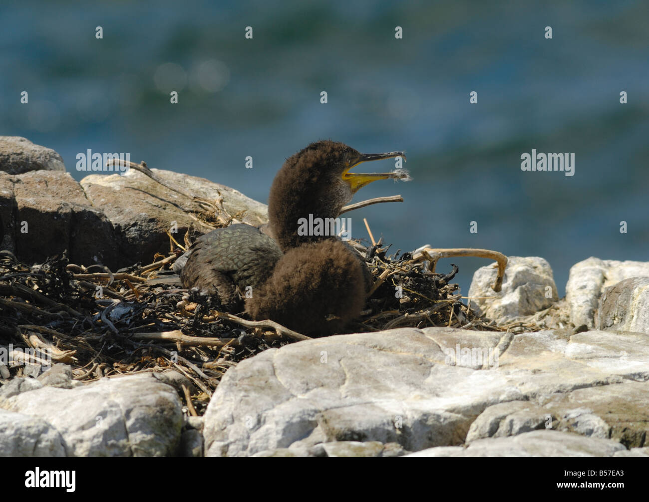 Juvenile European Shag on nest, Farne Islands, Northumberland, England ...