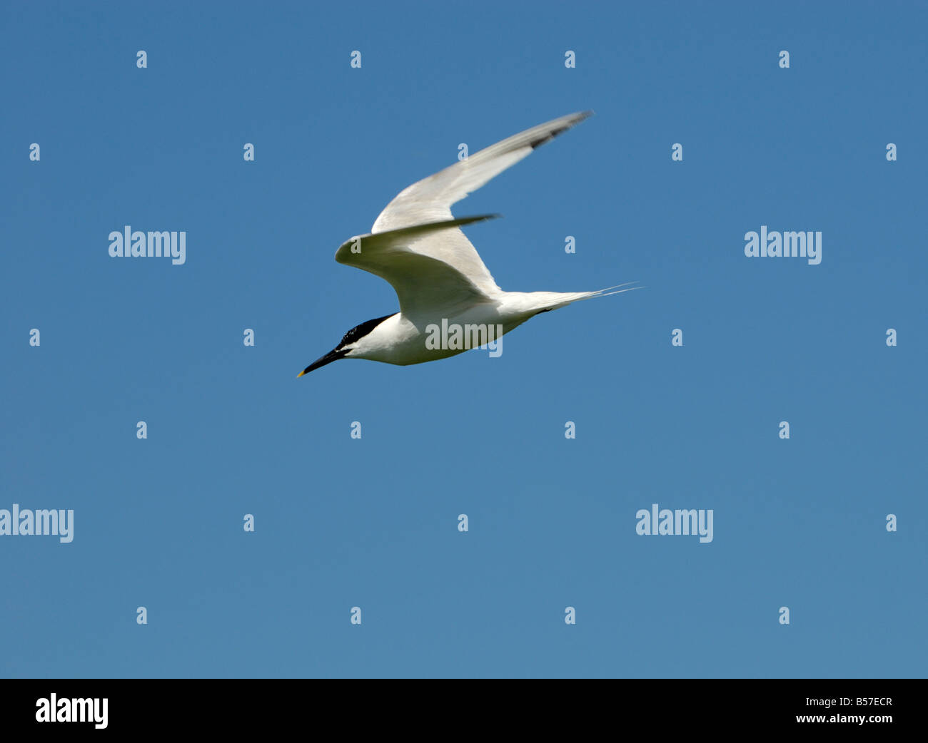 Sandwich Tern in flight, Farne Islands, Northumberland, England Stock ...