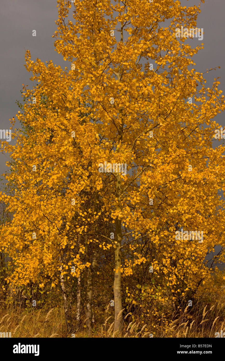 Populus tremula hi-res stock photography and images - Alamy