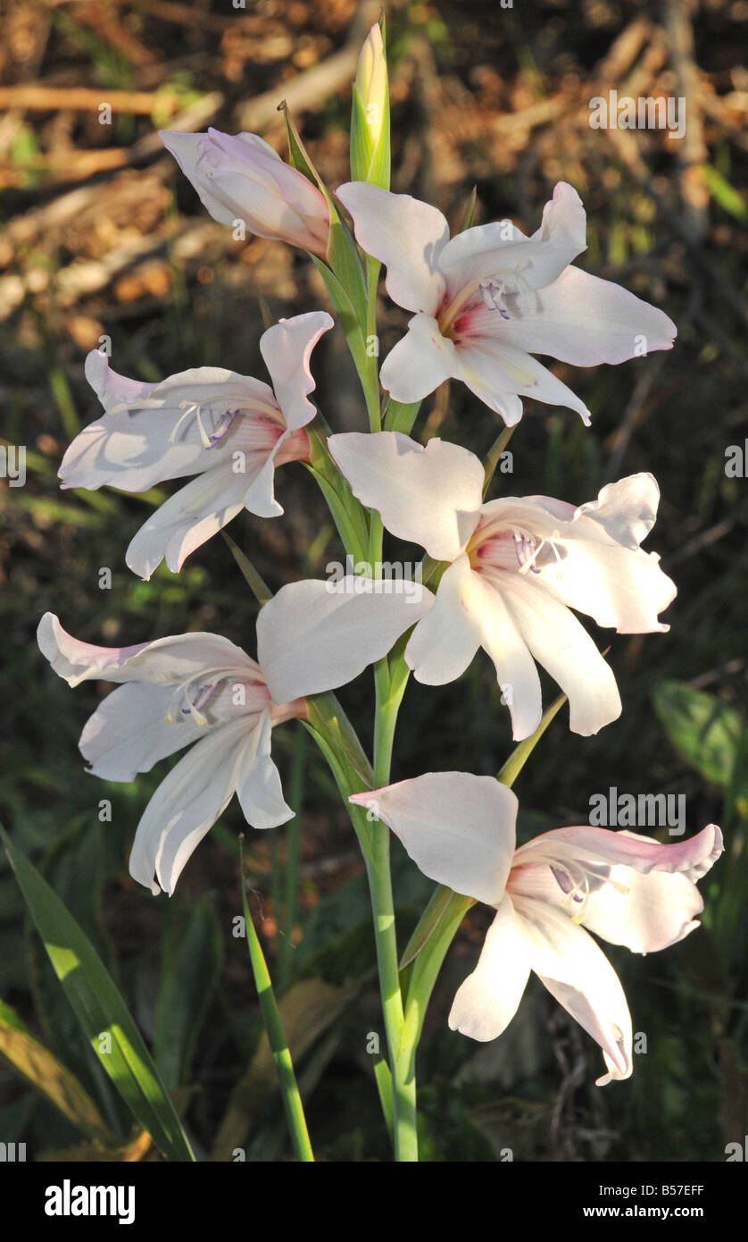 Fynbos flowers hi-res stock photography and images - Alamy