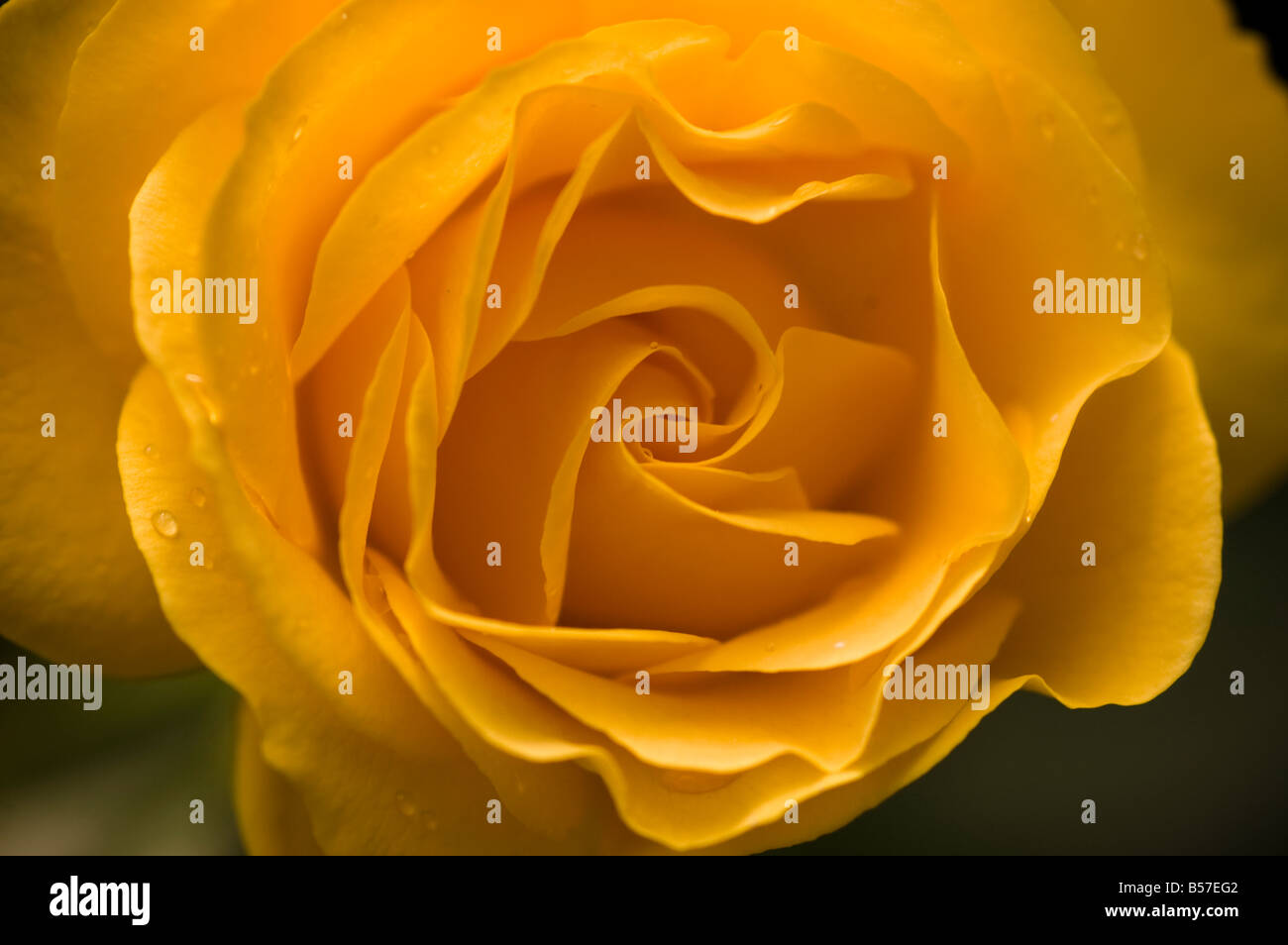 Rosa julia child hi-res stock photography and images - Alamy