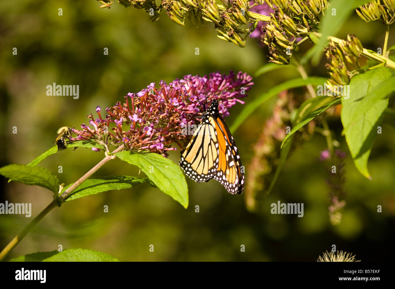 Monarch Danaus plexippus Stock Photo - Alamy