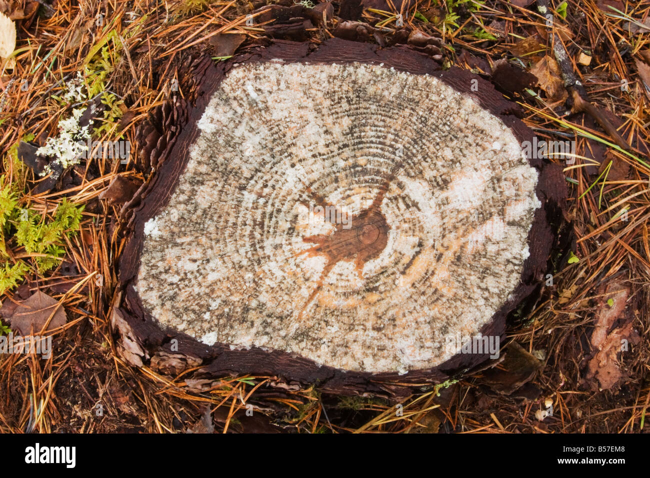 Tree rings annular rings hi-res stock photography and images - Alamy