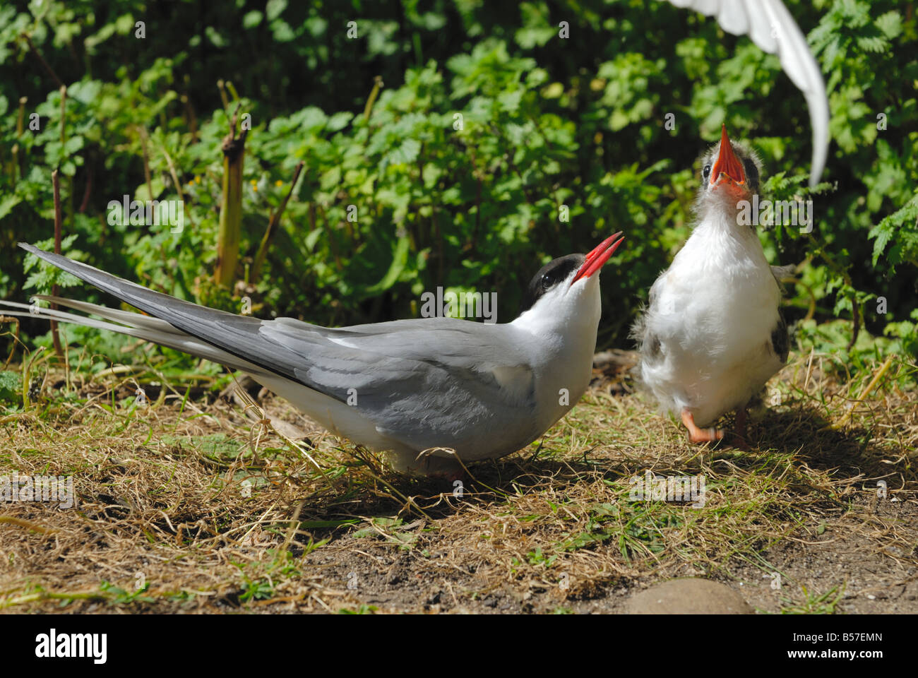 Fending hi-res stock photography and images - Alamy