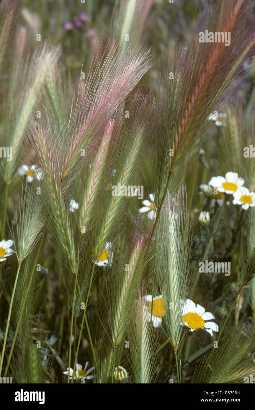 Wall barley Hordeum murinum ears with chamomile, Spain Stock Photo - Alamy