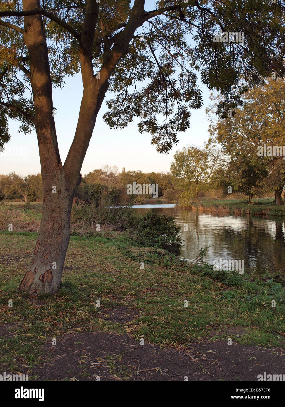 Bank tree hi-res stock photography and images - Alamy