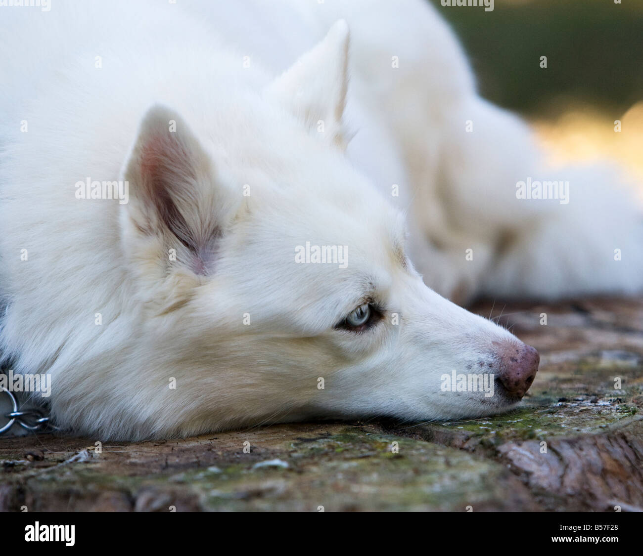 A magnificent white husky huskie shot in a park setting Stock Photo - Alamy