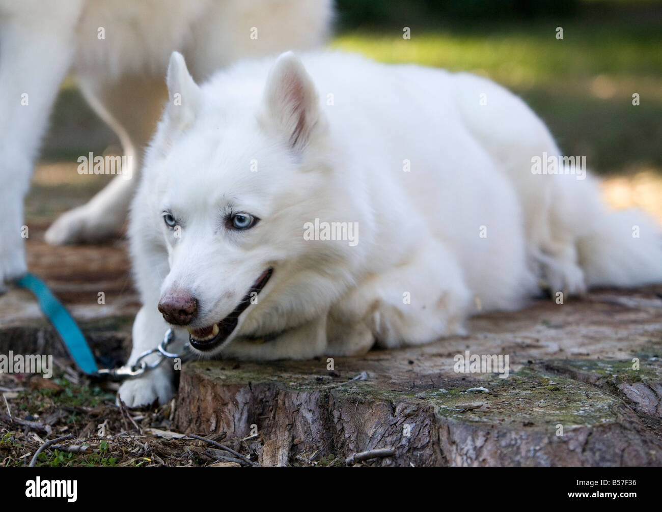 A magnificent white husky huskie shot in a park setting Stock Photo - Alamy