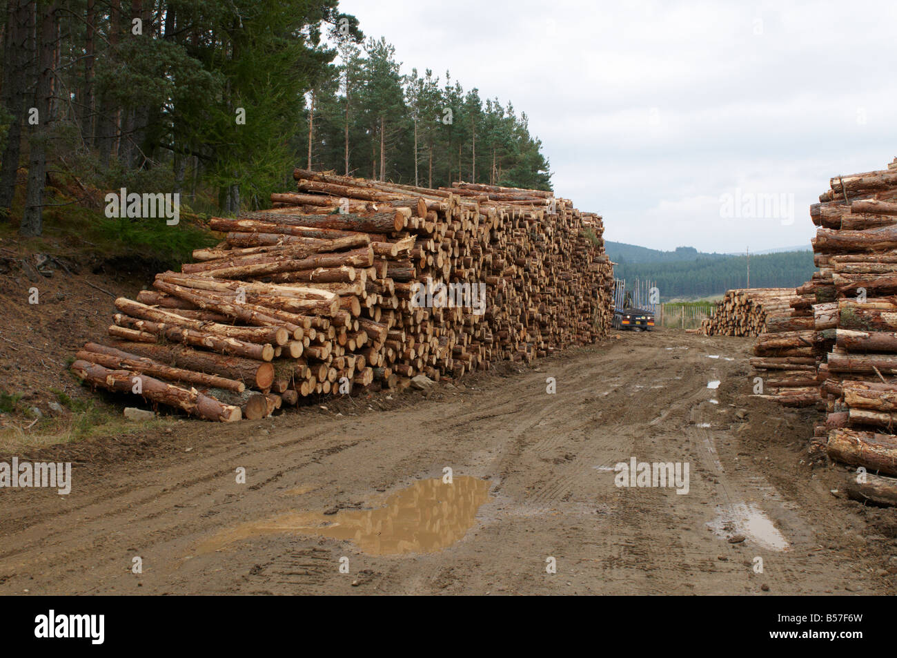 Logging environment hi-res stock photography and images - Alamy