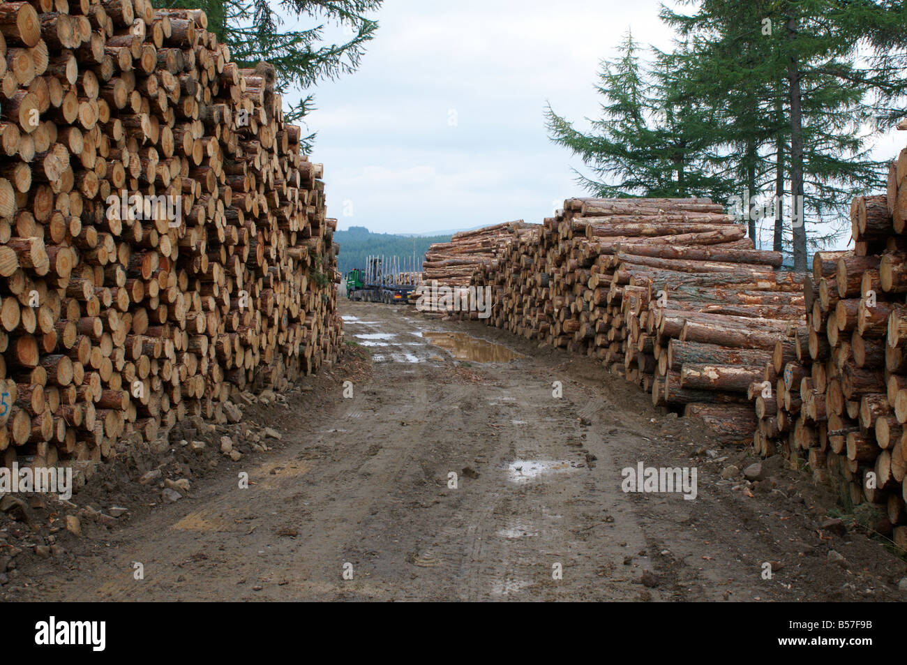 Log piles scotland hi-res stock photography and images - Alamy